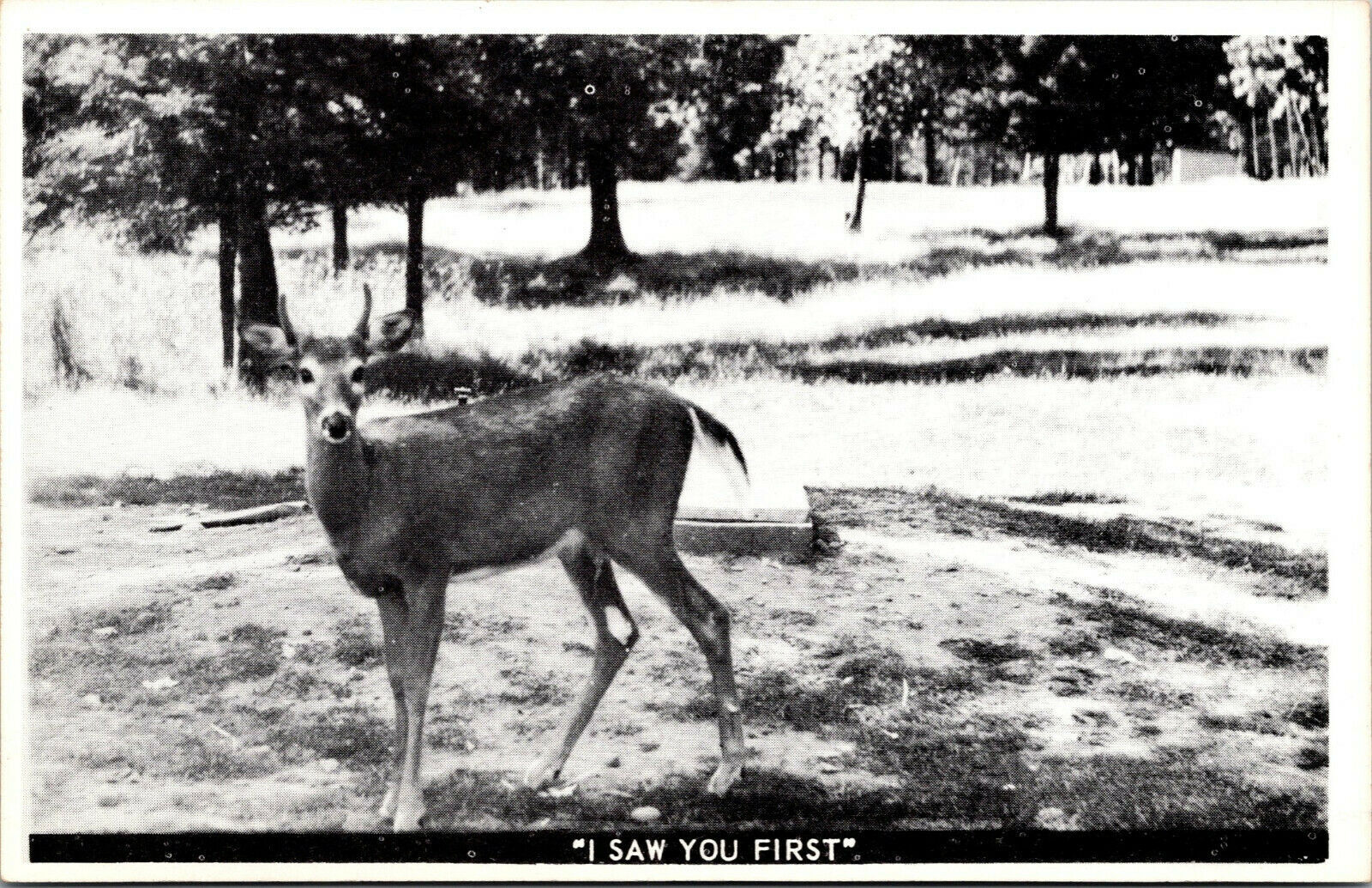 Vtg I Saw You First Deer In Park Falls Wisconsin WI Postcard | United ...
