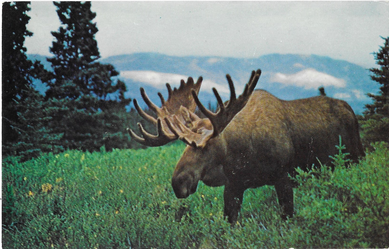 An Alaskan Bull Moose that Typically Weighs Over 1200 Pounds | Topics ...