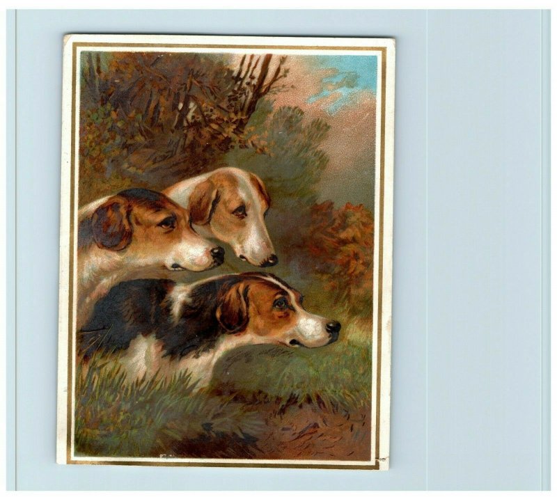1880's FAB Lovely 3 Fox Hunting Dogs Victorian Trade Card *D | Ephemera ...