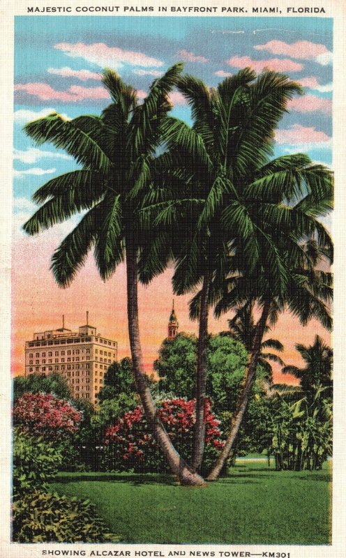 Vintage Postcard 1936 Majestic Coconut Palm Trees Bayfront Park Miami ...