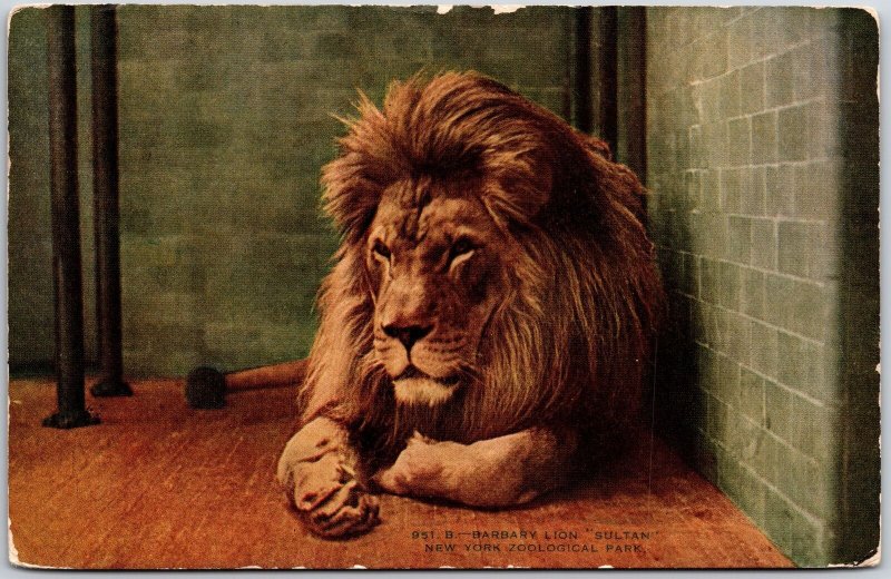 New York NY, 1914 Zoological Park, Barbary Lion, Wild Animal, Vintage ...
