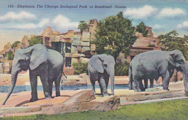 Illinois Chicago Zoological Park At Brookfield Elephants Curteich ...