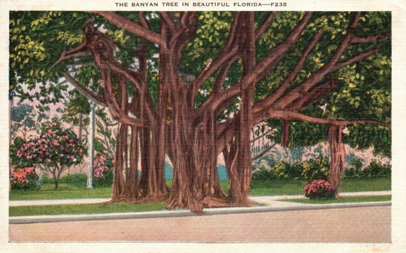 Vintage Postcard 1936 The Largest Banyan Tree in Beautiful Garden ...