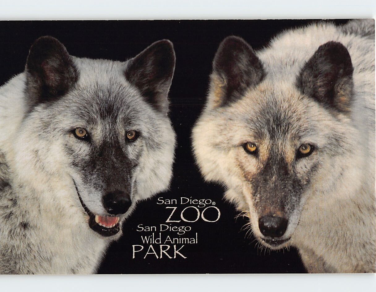 Postcard Wolves, San Diego Zoo, San Diego Wild Animal Park, San Diego ...