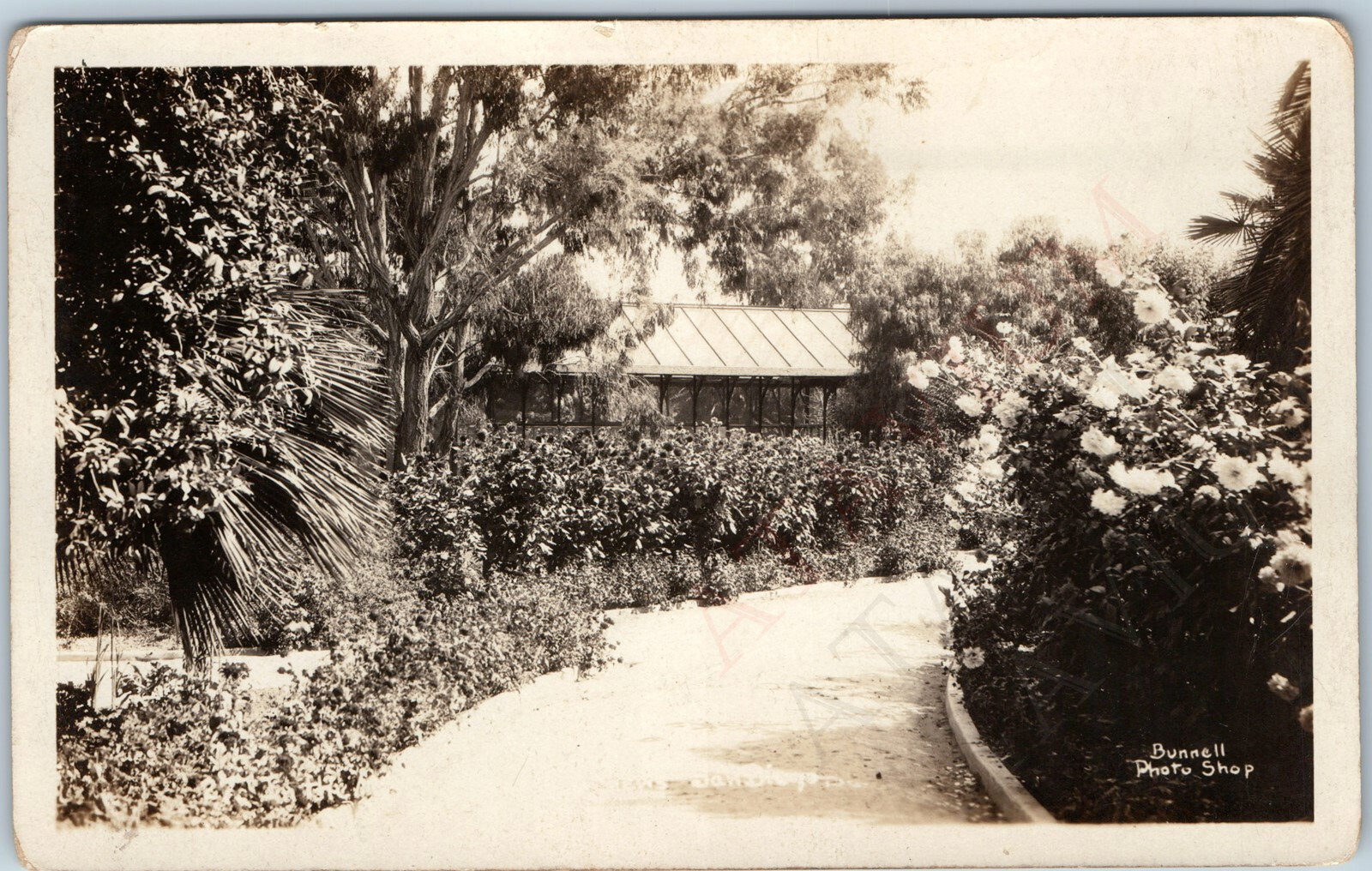 c1930s San Diego CA RPPC Unknown Garden Trail by Bunnell Real Photo ...