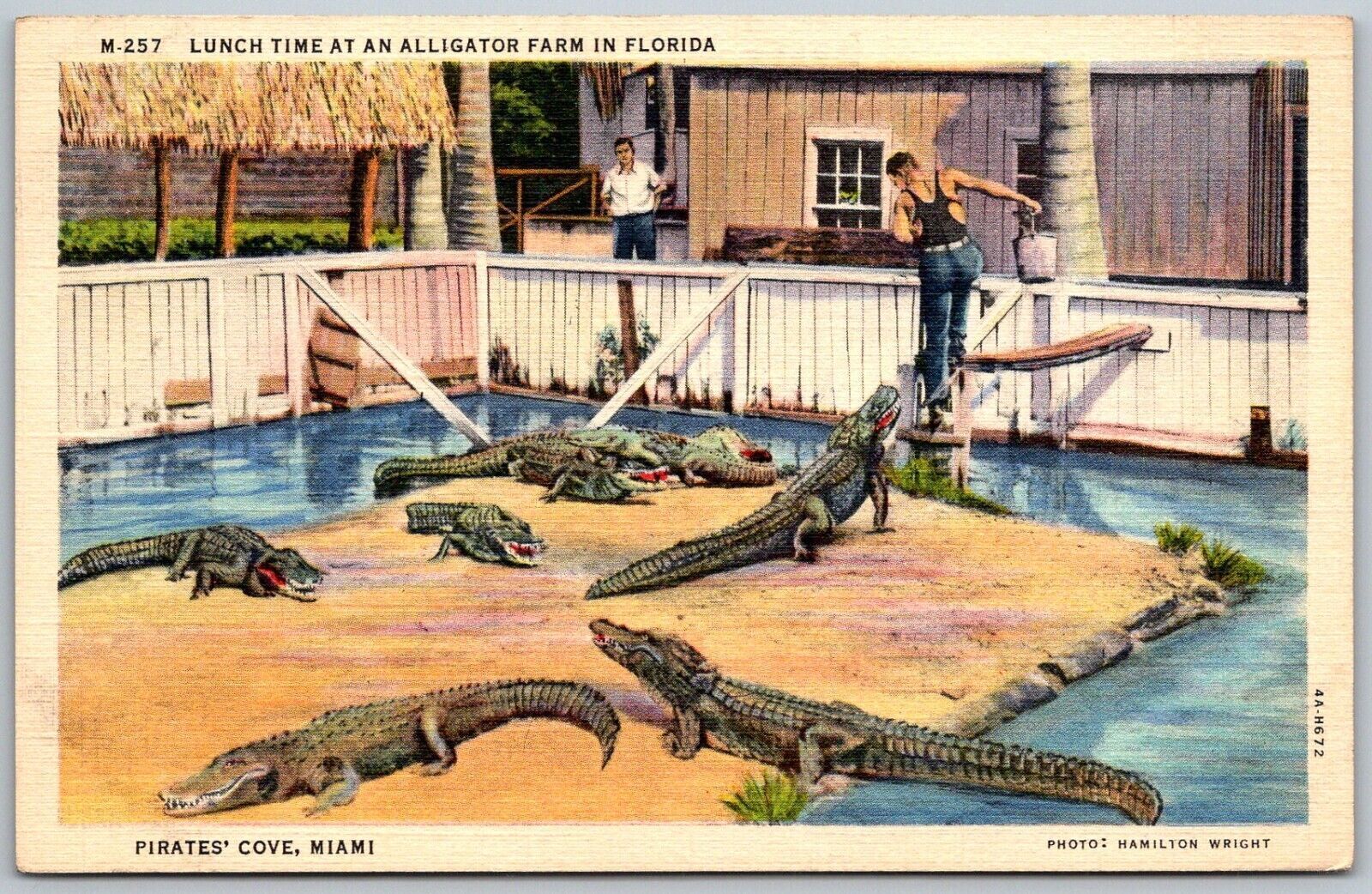 Miami Florida 1940s Postcard Pirates Cove Lunch Time Alligator Farm ...