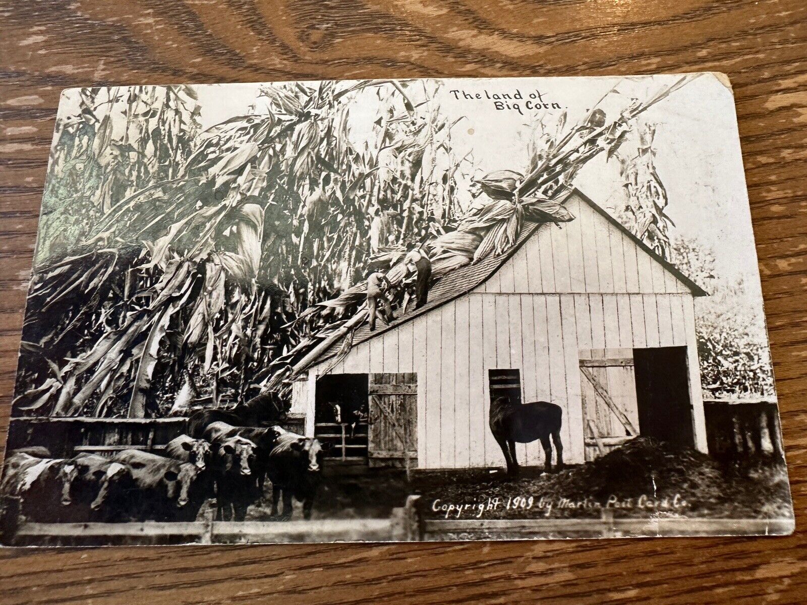 Original Vintage Postcard Early 1900's Giant Corn Exaggerated | Other ...