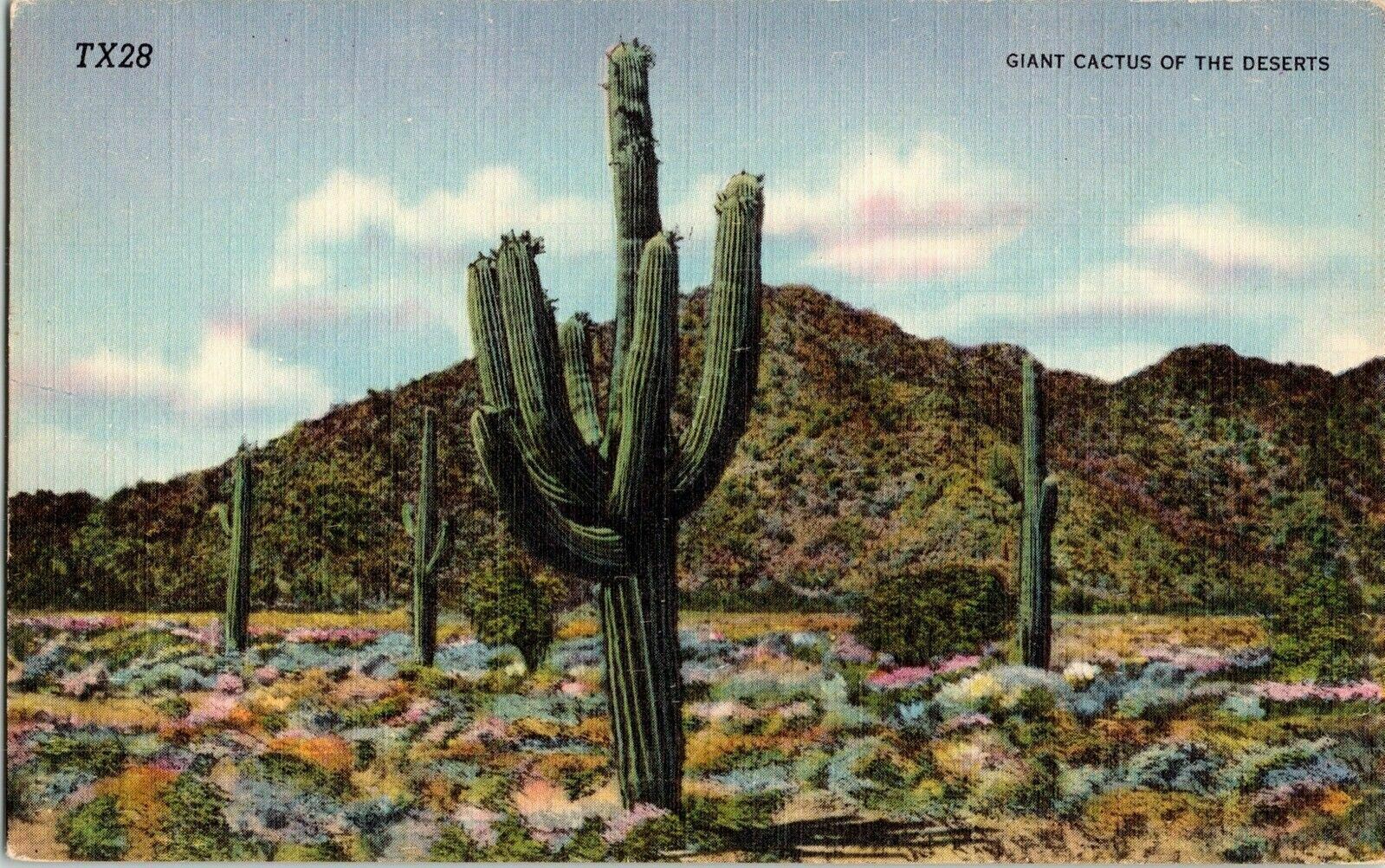 Giant Cactus Deserts Linen Cactus Postcard Carnegiea Gigantea Postcard ...