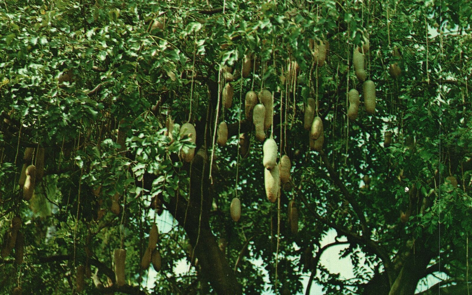 Vintage Postcard Sausage Tree Kigelia Pinnata Native Of South West ...