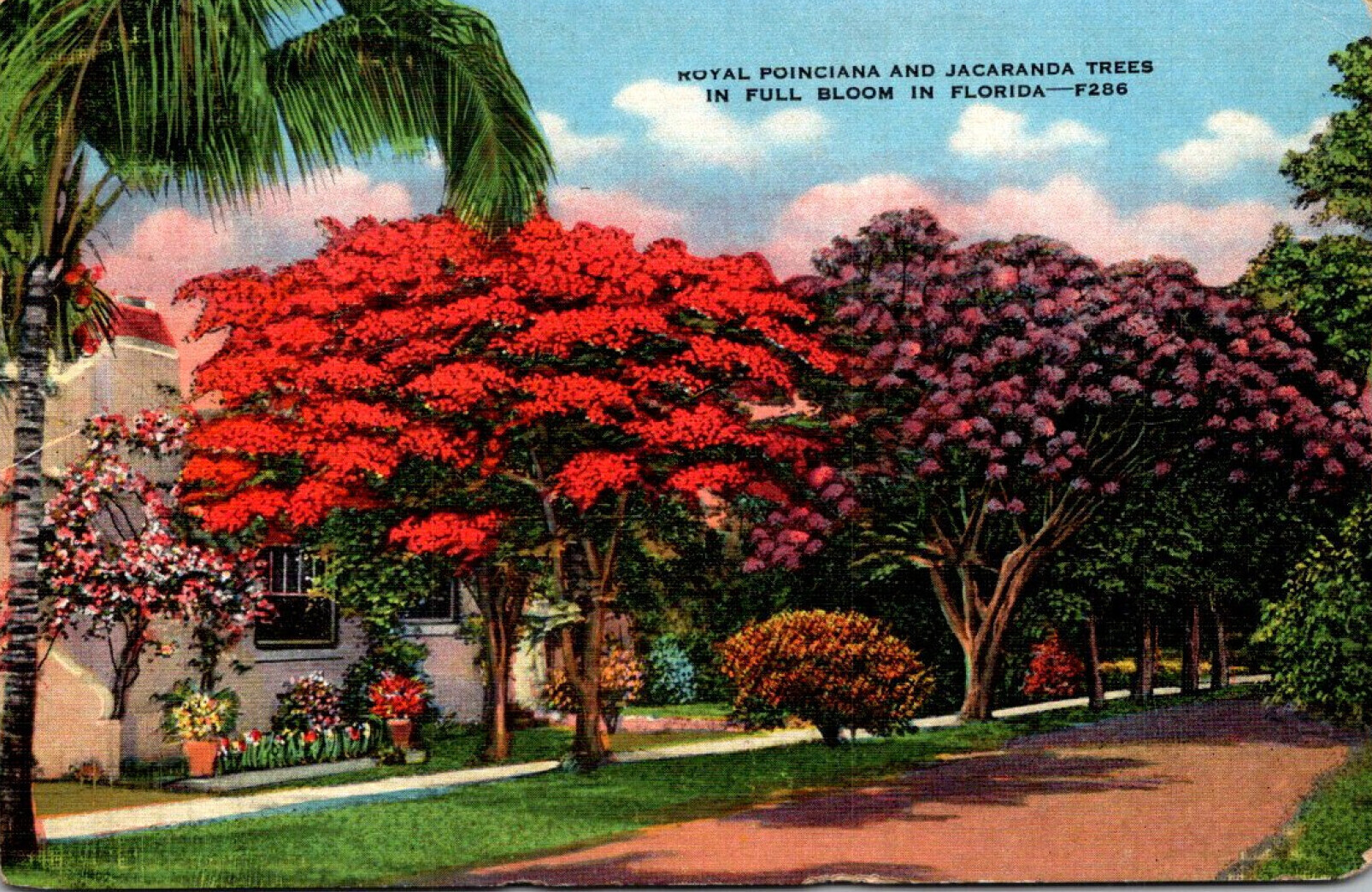 Red Jacaranda