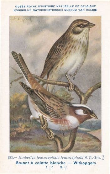 Pine Bunting Emberiza Leucocephalus WW2 Bird Rare Postcard | Topics ...