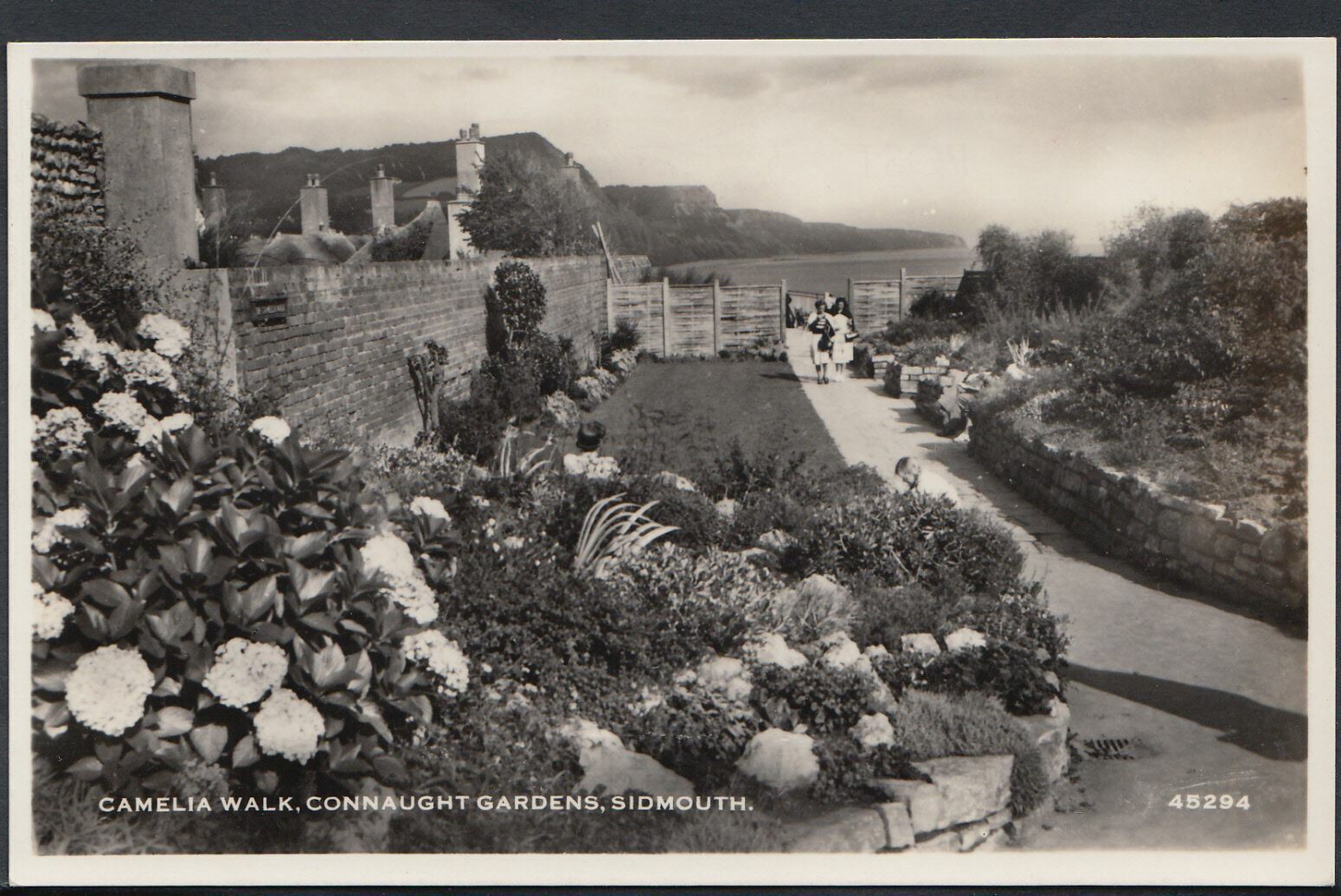 Devon Postcard - Camelia Walk, Connaught Gardens, Sidmouth E537 ...