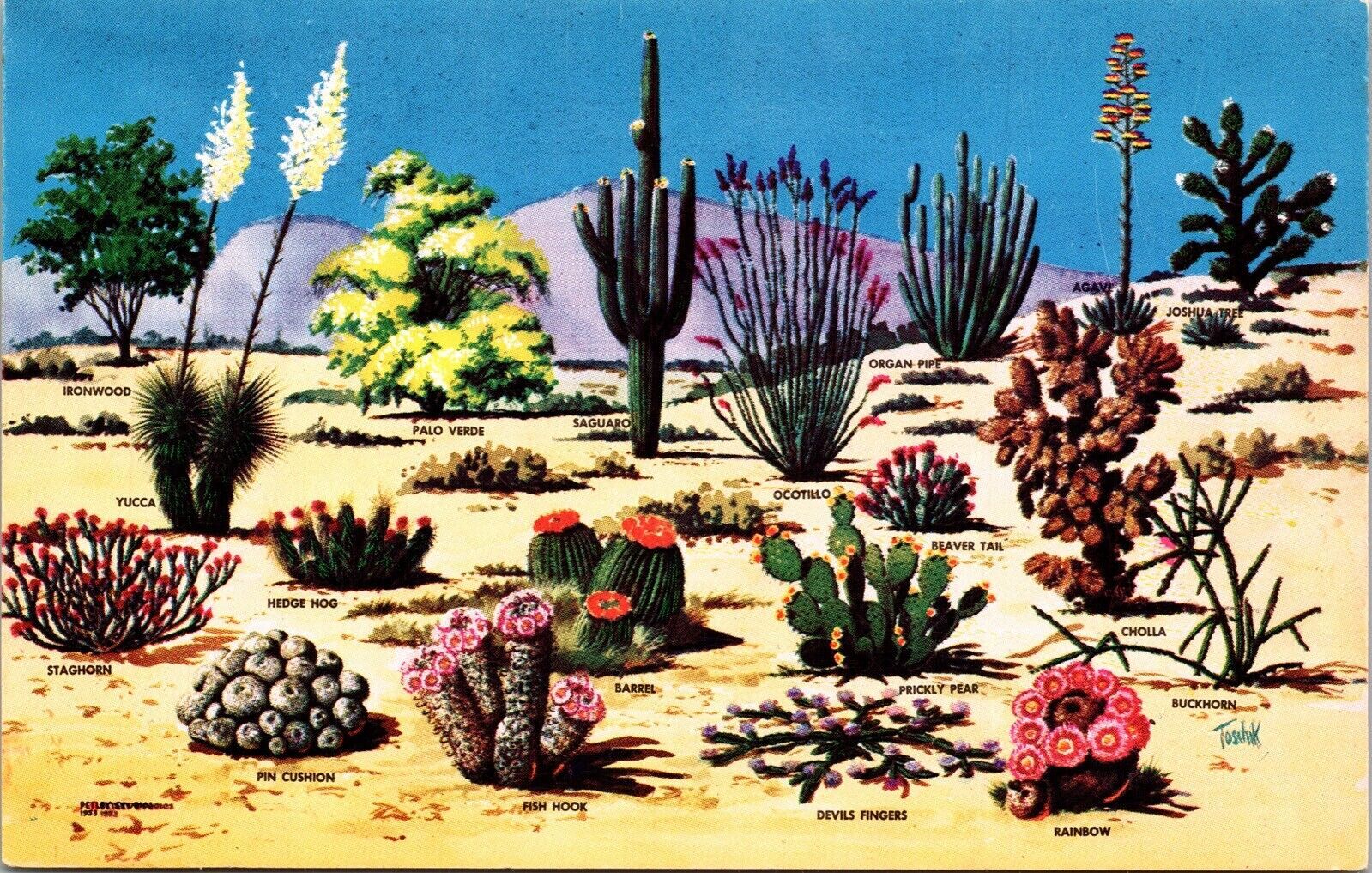 Cacti Desert Flora Great SW Palo Verde Saguaro Yucca Postcard UNP VTG ...