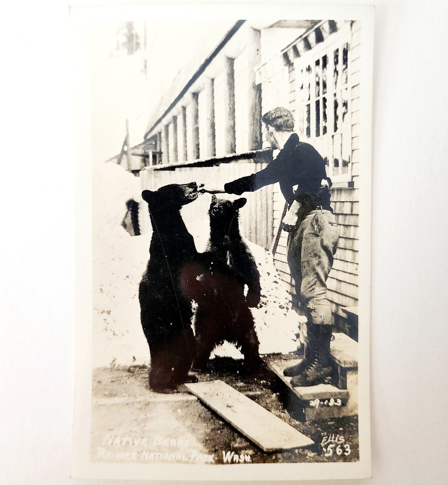 RPPC Black Bears Mt Rainer National Park Washington 1920s Ellis Animals ...