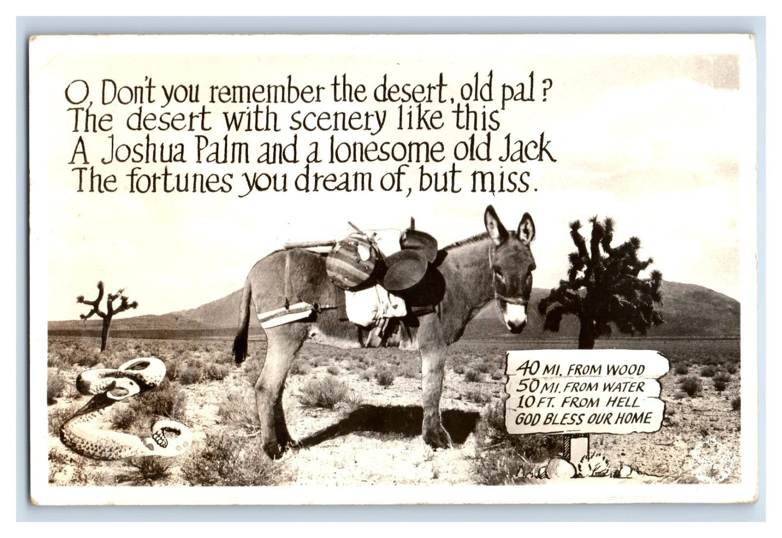 1930's Yuma Arizona Donkey Cactus Pack RPPC Real Photo Vintage Postcard ...