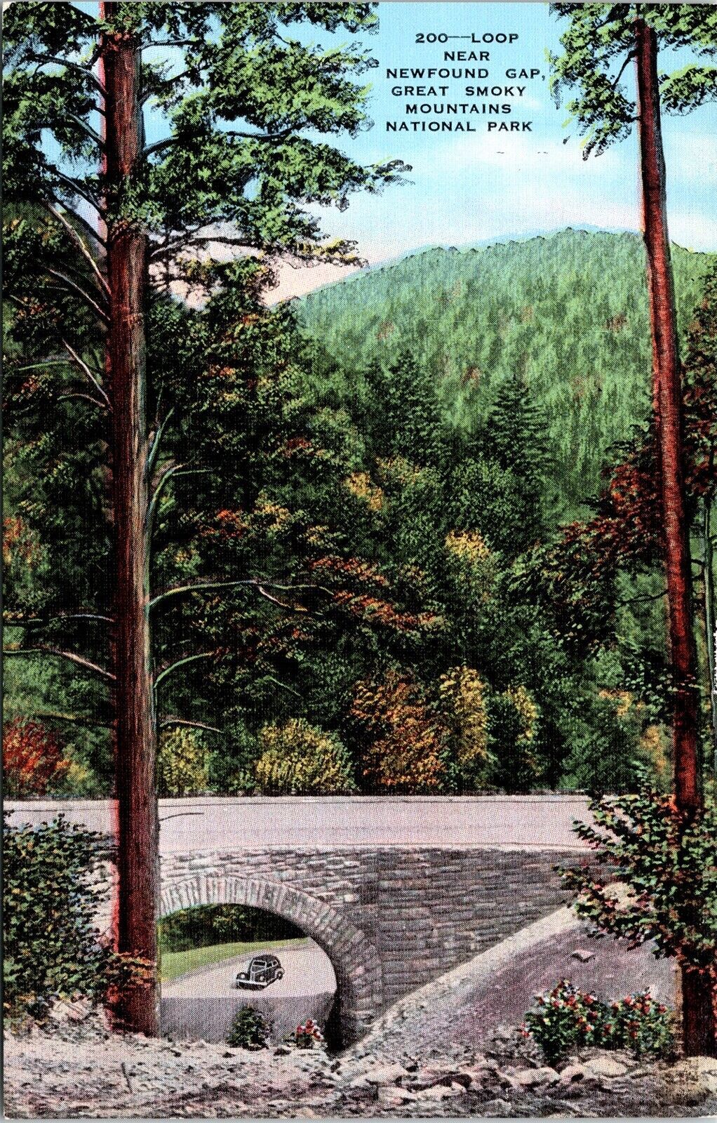 Zoo Loop Newfound Gap Great Smoky Mountains National Park Postcard EC ...