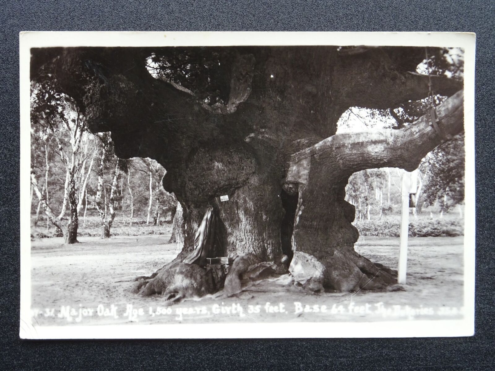 Nottinghamshire SHERWOOD FOREST MAJOR OAK Robin Hood c1950s RP Postcard ...