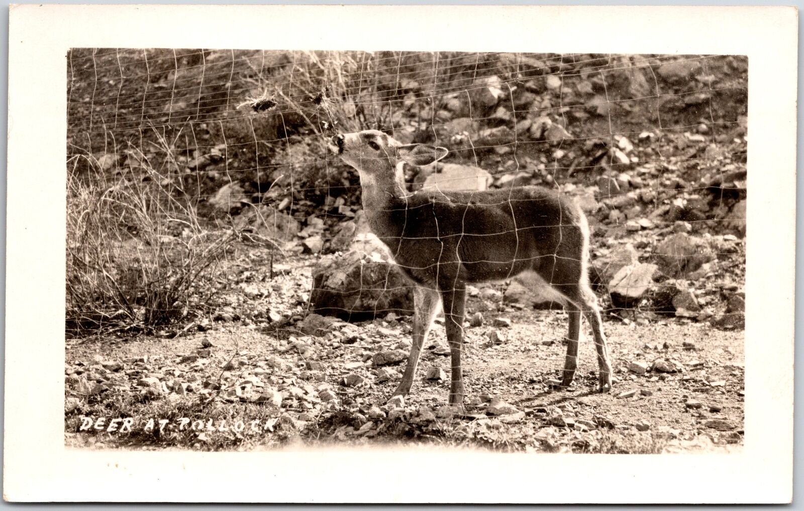 Deer At Pollock Wild Animal Habitat Real Photo RPPC Postcard | Other ...