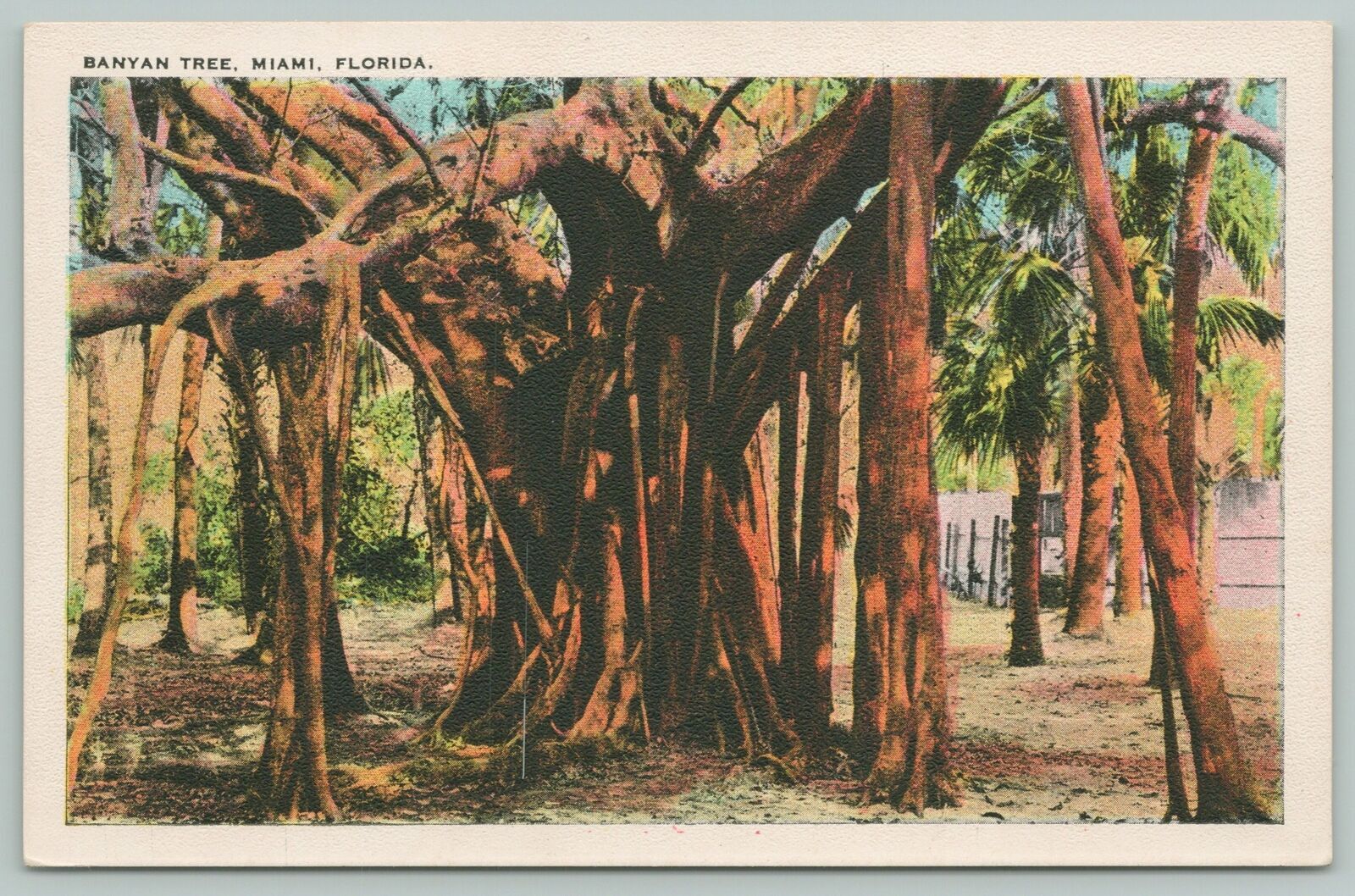 Miami Florida~Close Up Banyan Tree~1920s Postcard | United States ...
