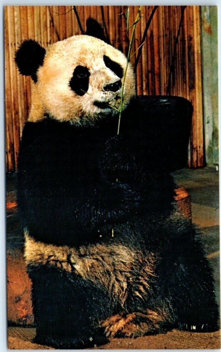 Ling Ling, Female Giant Panda, National Zoological Park - Washington, D ...