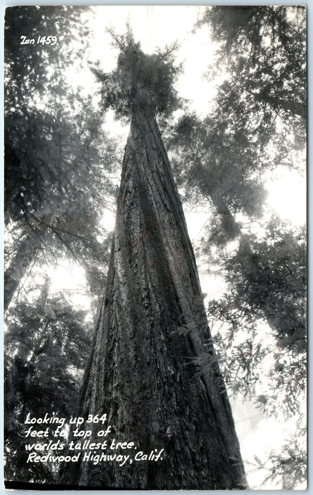 c1940s Redwood Hwy, CA Hyperion Redwood RPPC World's Tallest Tree Zan ...