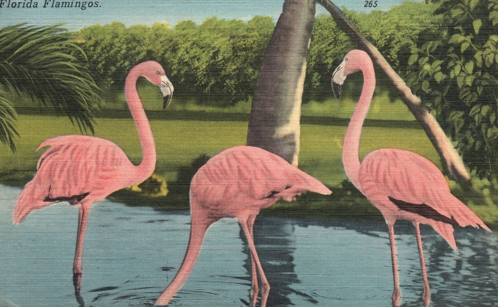 Vintage Postcard 1960's Flamingos Feeding In Pool Rare Bird Farm Miami ...