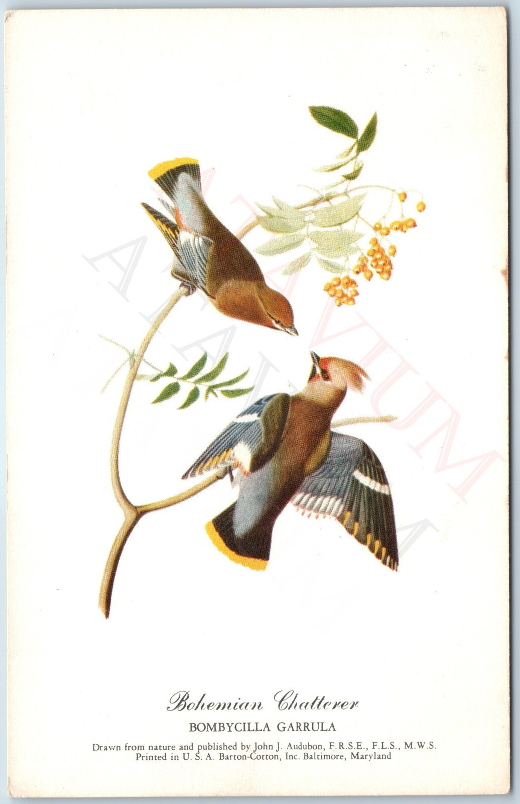 c1950s John. J Audubon Birds Drawing Bohemian Chatterer Barton Cotton ...