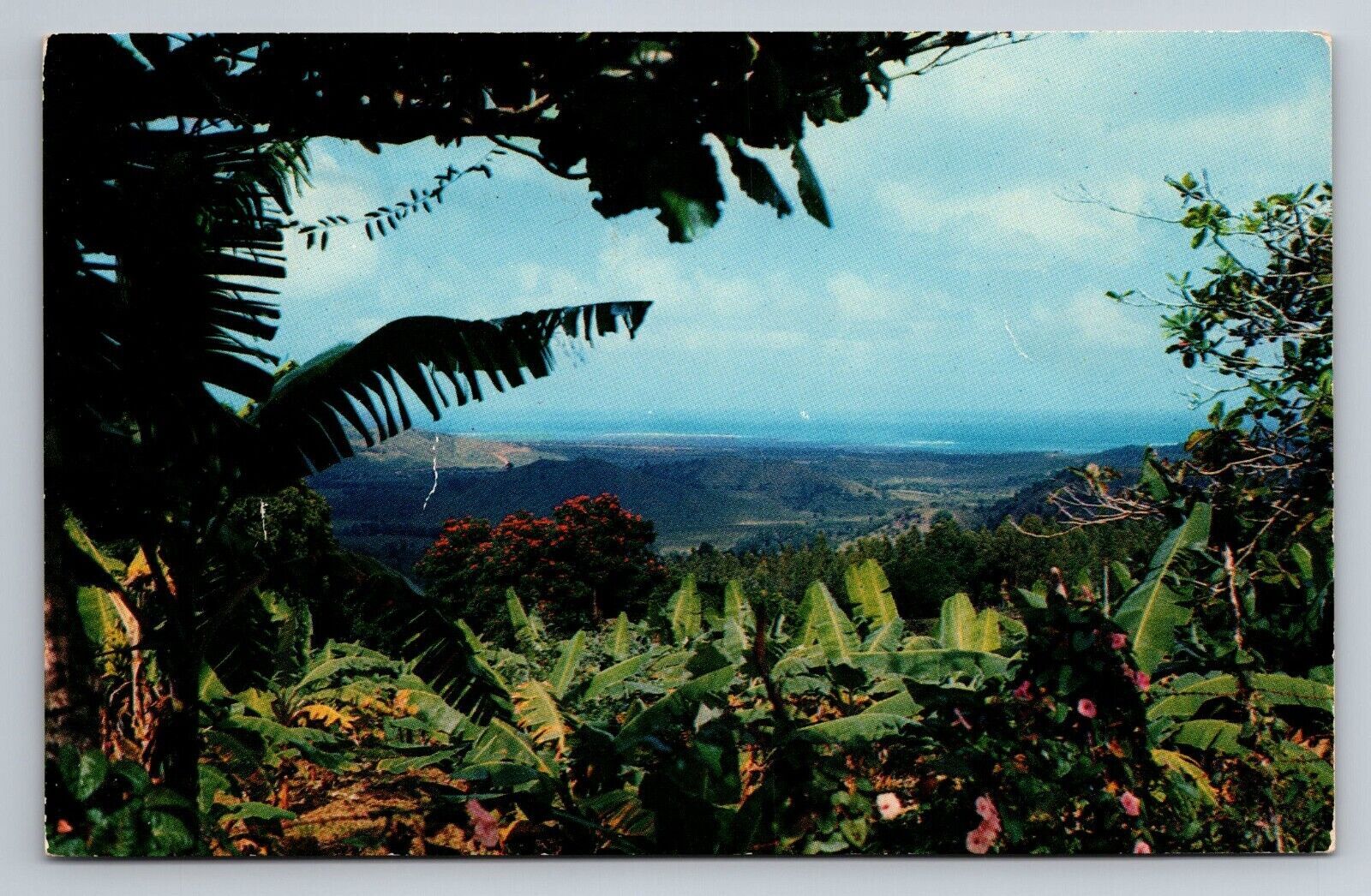 Puerto Rico Postcard El Yunque View from Tropical Rain Forest Unposted ...
