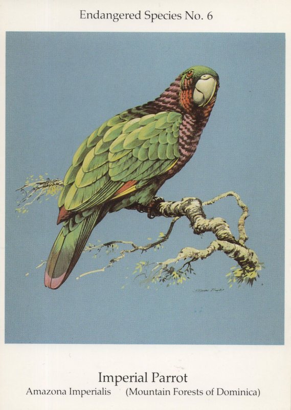 Imperial Parrot George Busby Endangered Bird Painting Postcard | Topics ...