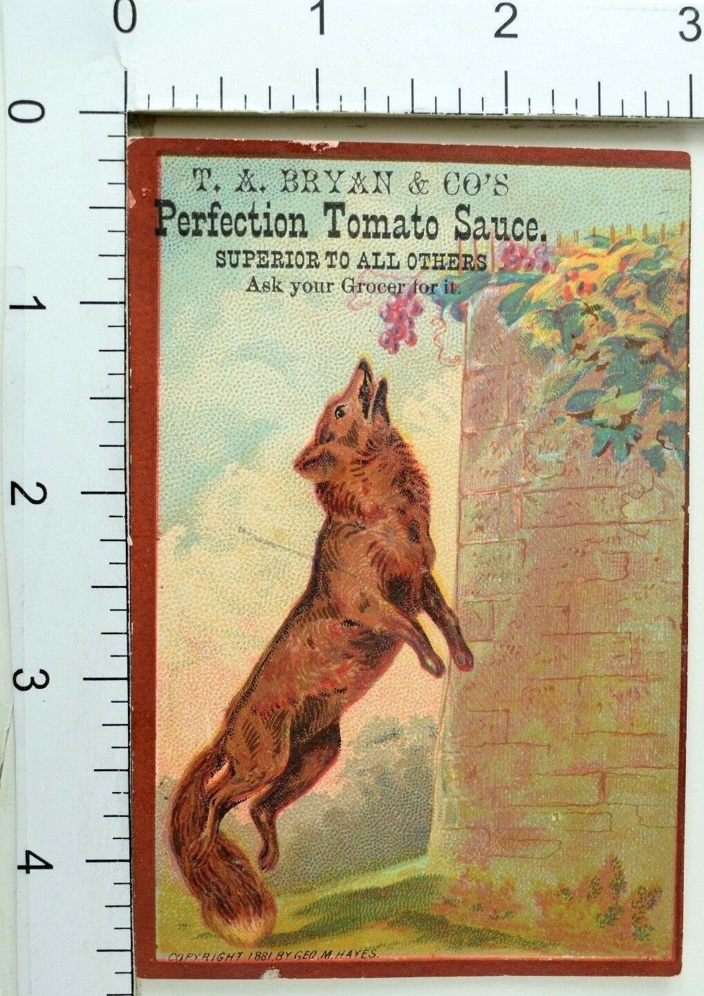 1870's-80's T.A. Bryan Perfection Tomato Sauce Wolf Fox Victorian Trade ...
