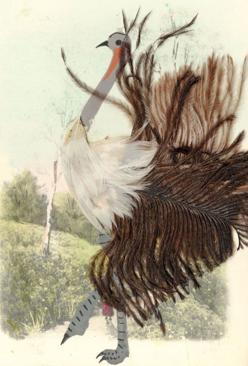 Incredible Carnival Skeletal Fan Real Feathers Bird German Old Postcard ...