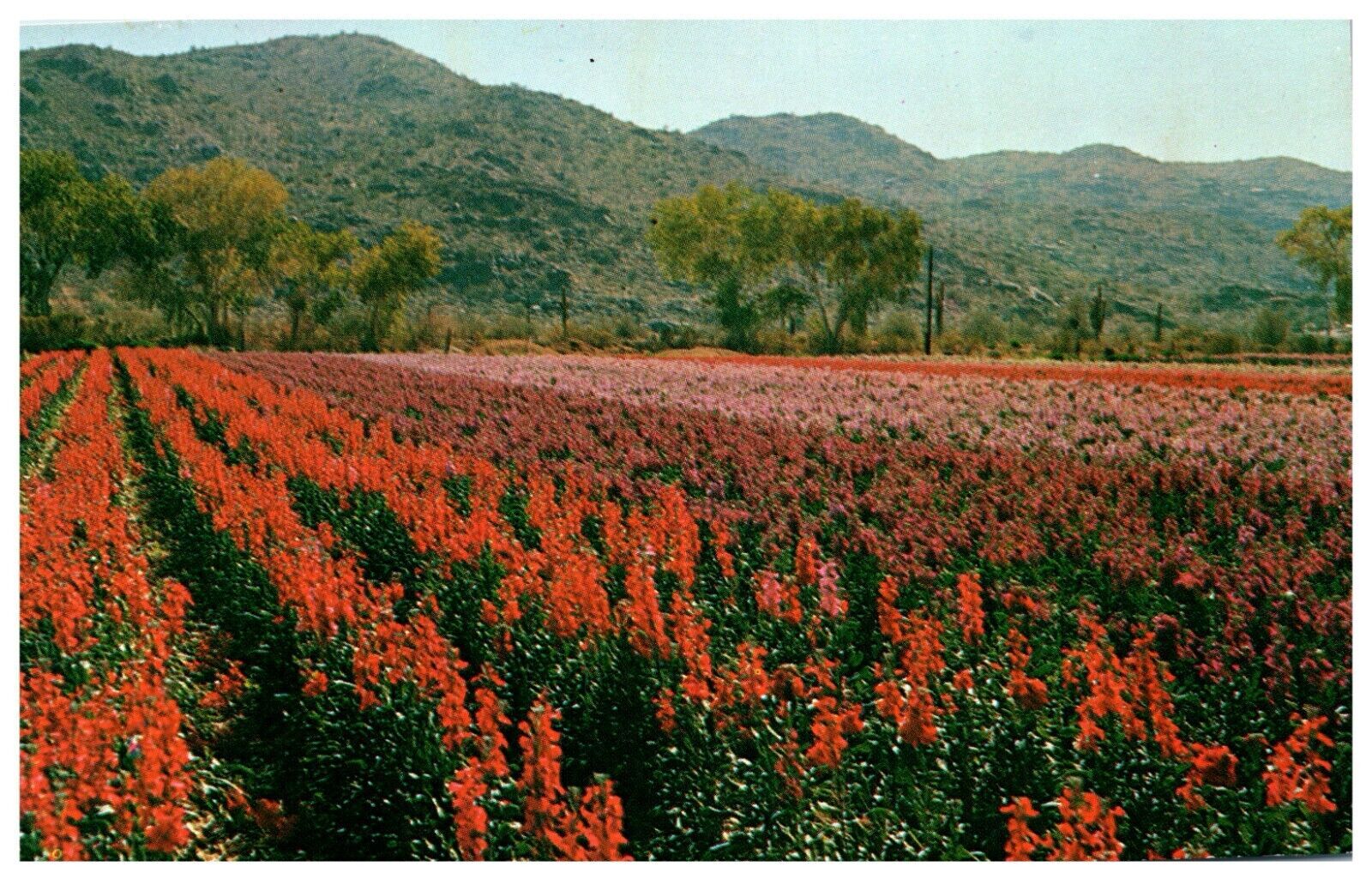 Postcard Chrome era Japanese Flower Gardens Phoenix Arizona Valley of ...