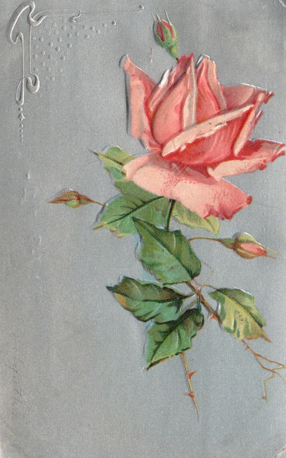 Vintage Postcard 1910's Pink Rose Large With Small Embossed Border ...