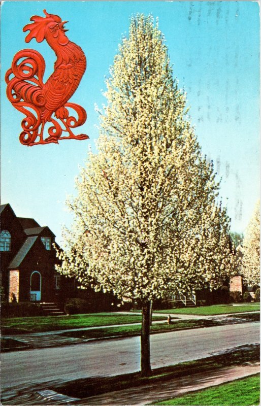 Pear Chanticleer Tree Pyrus Calleryana Classical Age Postcard PM Cancel ...