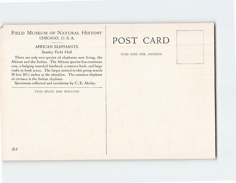 Postcard African Elephants, Stanley Field Hall, Field Museum, Chicago ...