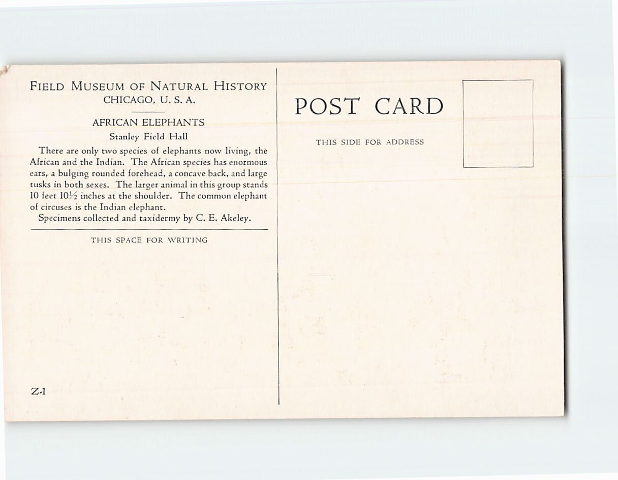 Postcard African Elephants, Stanley Field Hall, Field Museum, Chicago ...