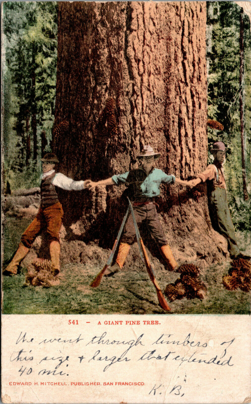 Vtg 1907 Giant Pine Tree Hunters Men Joining Hands Around Rifle Guns ...