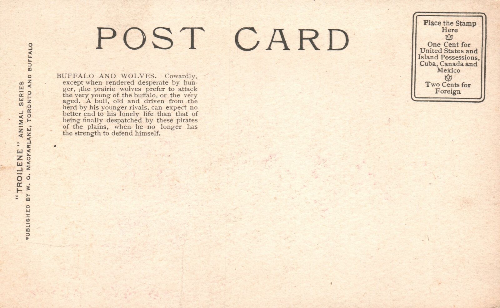 Vintage Postcard Buffalo And Wolves Fighting Wild Animals Hunger Fight ...