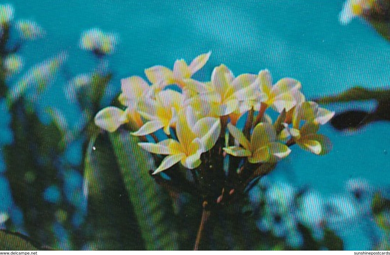 St Croix Virgin Islands Flower | Best Flower Site