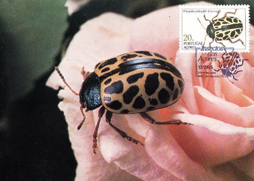 Portugal Nemastomatidae Stag Beetle Insect Rare Photo Stamp First Day ...
