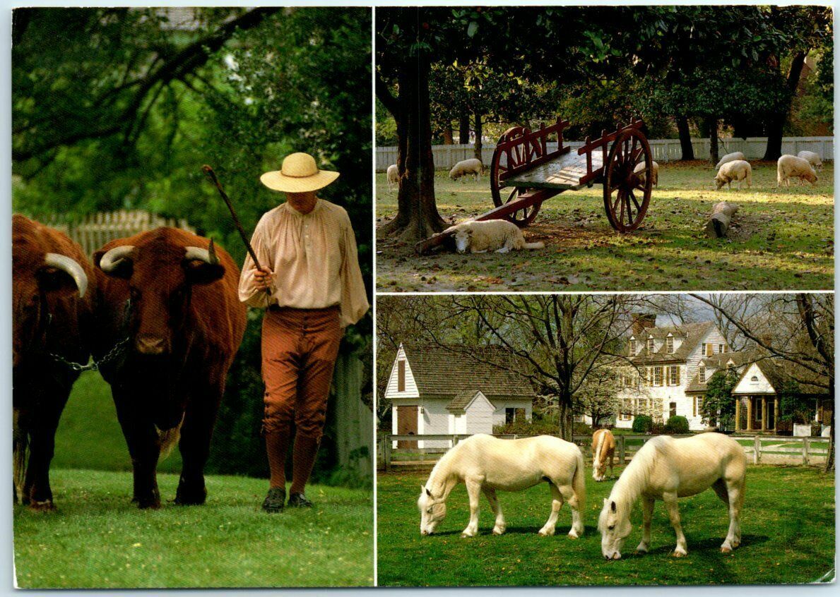 Postcard - Animals of the Historic Area, Colonial Williamsburg ...