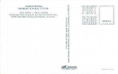 Arabian Horse Postcard "Muscat 1970s Champion Stallion | Topics ...