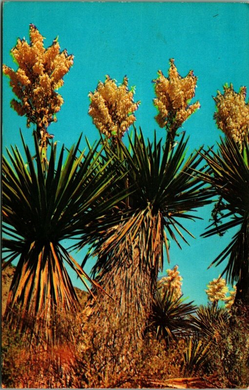 Yucca Carnerosana Giant Daggers In Bloom West Texas UNP Chrome Postcard ...
