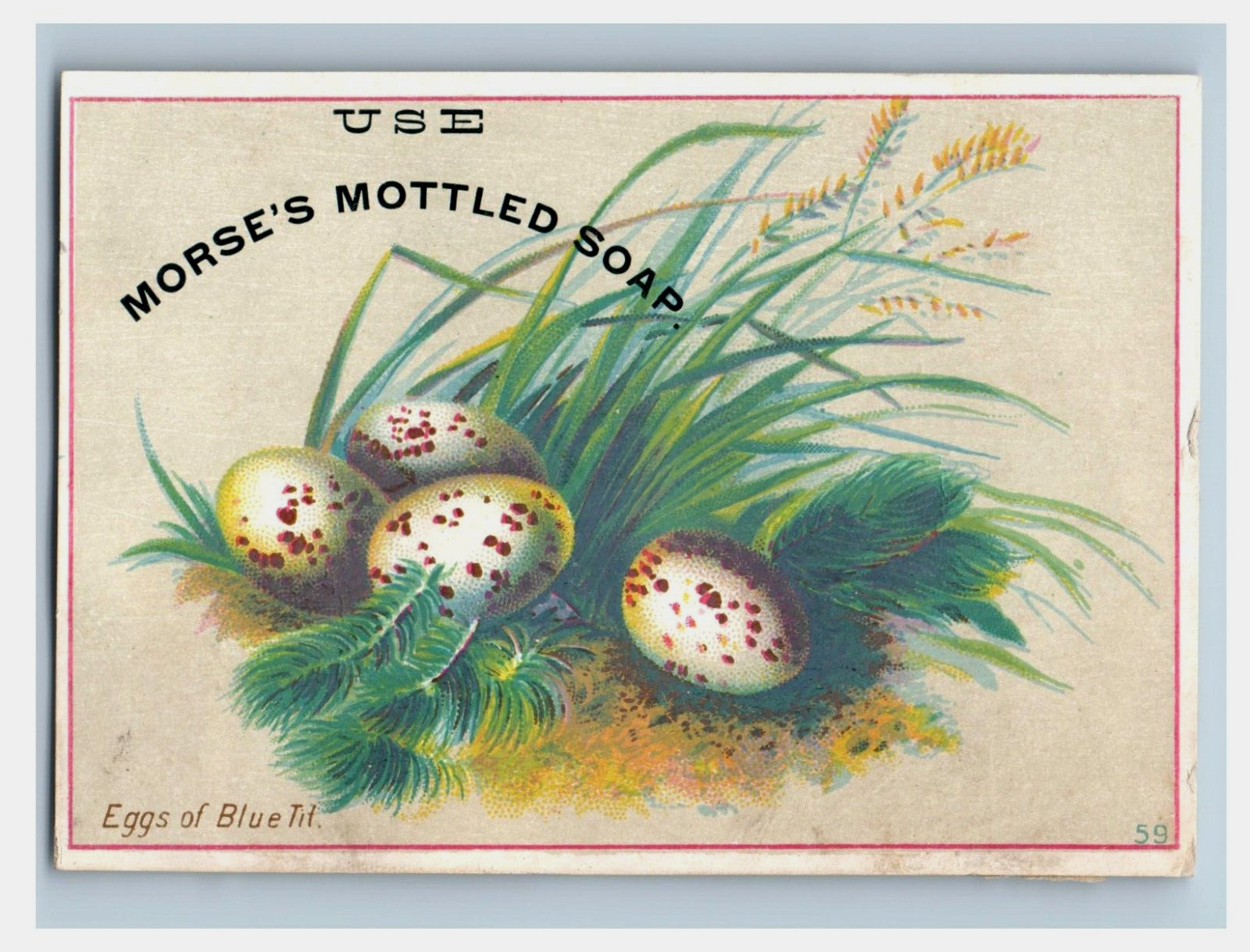 1880s Morse's Mottled Soap Eggs Of Blue Tit Bird Fab! P171 | Ephemera ...
