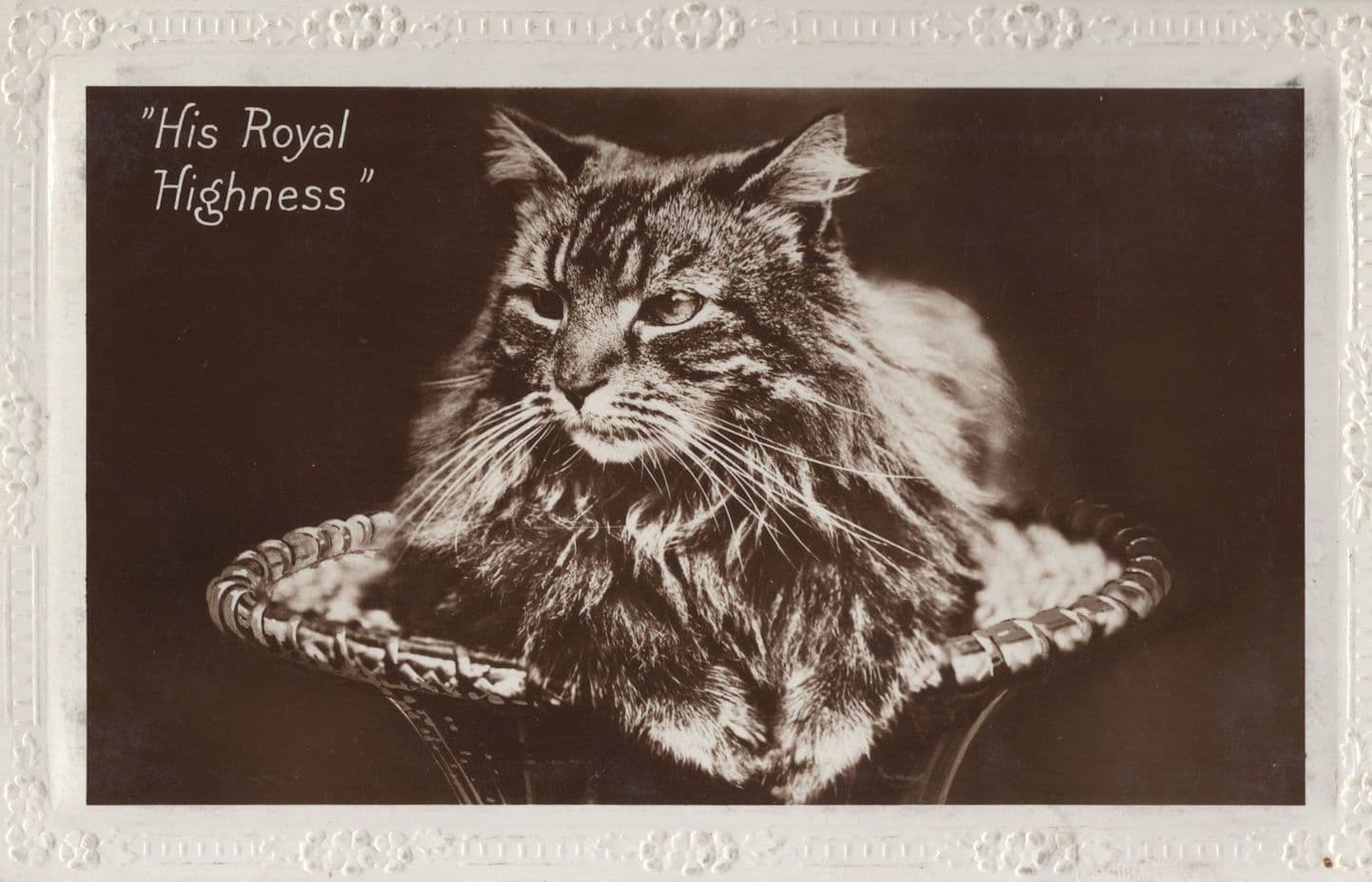 His Royal Highness Regal King Cat Real Photo WW2 Old Postcard | Topics ...