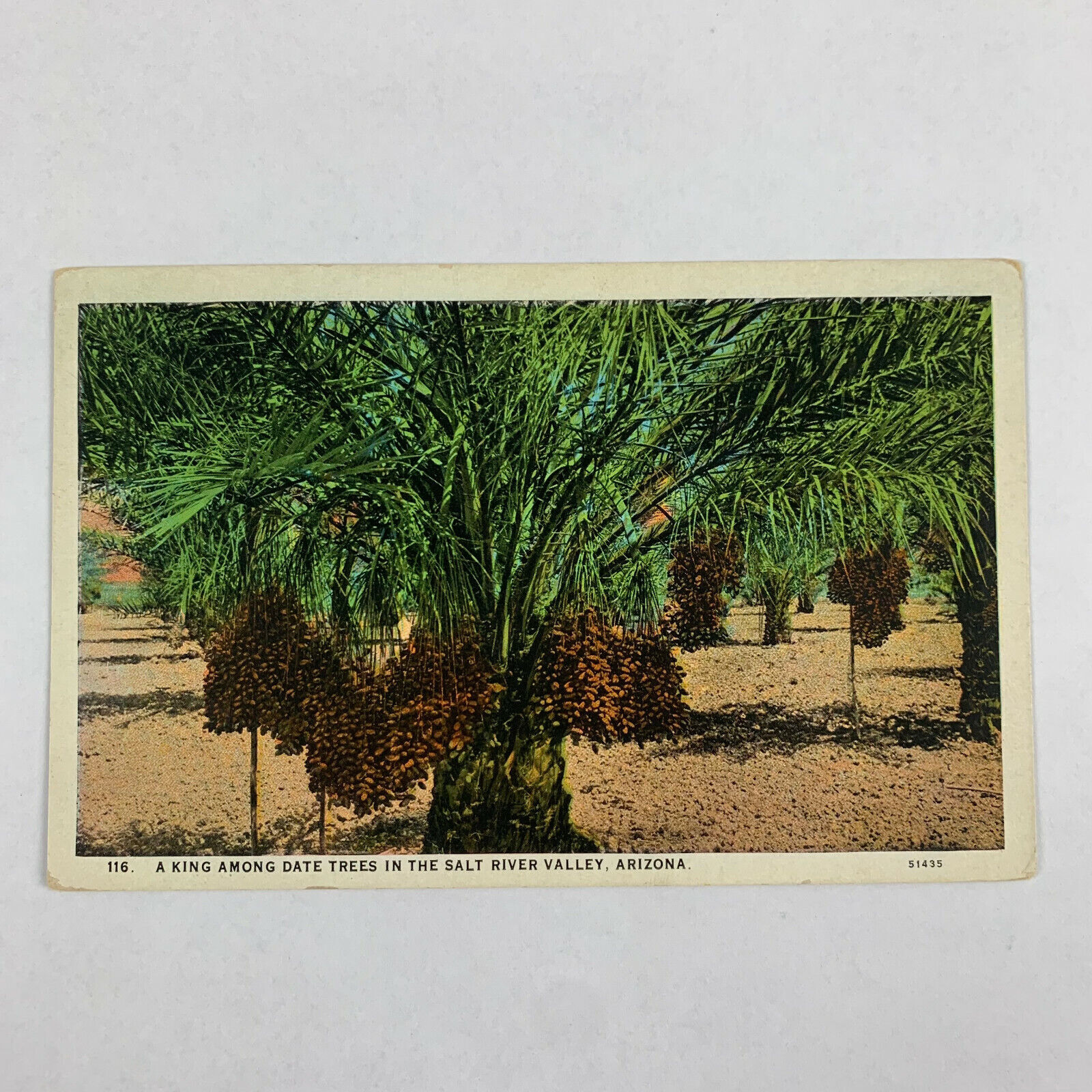 Postcard Arizona Salt River Valley AZ Date Palm Tree 1940s Linen ...