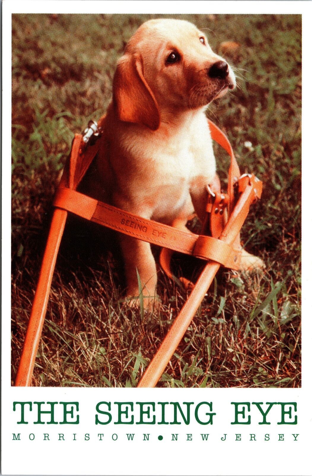 Vintage Postcard the Seeing EYE Dogs Supporting Blind People Morristown ...