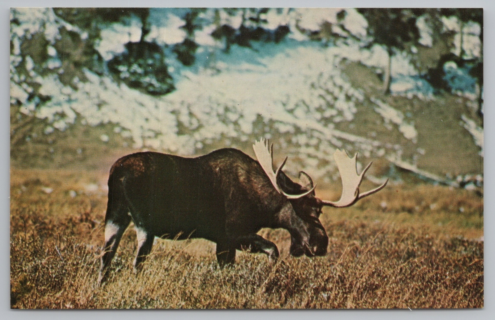 Animal~Bull Moose in the Wild~6 Foot Antlers~Nature Press Vintage ...