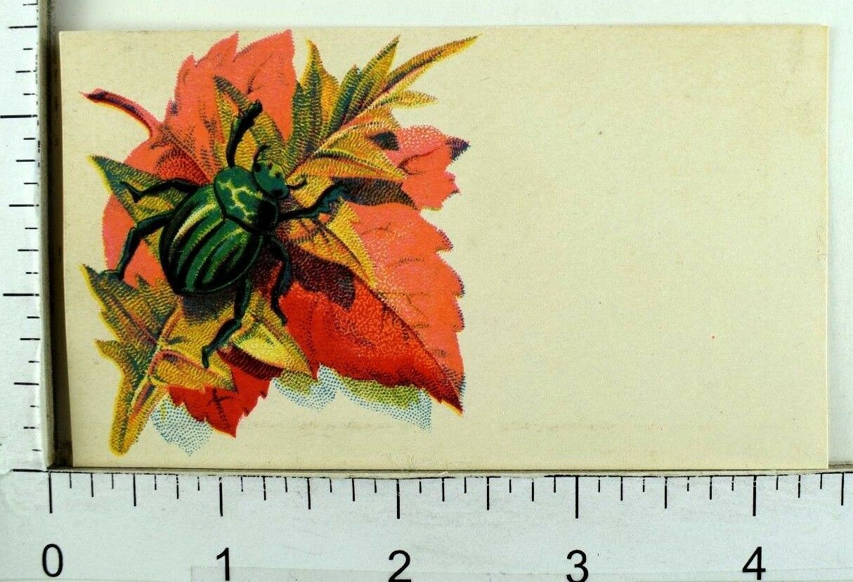 1870's-80's Lovely Scarab Beetle Insect Bug on Fall Leaves Victorian ...