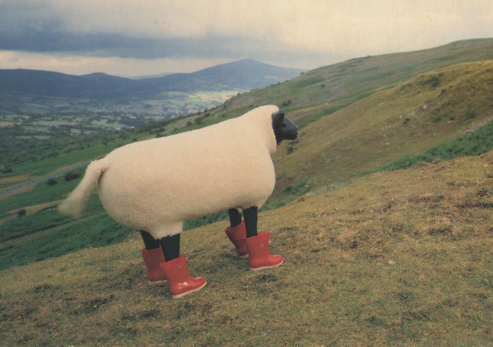 Yorkshire Sheep Wearing Wellington Boots Comic Postcard | Topics ...